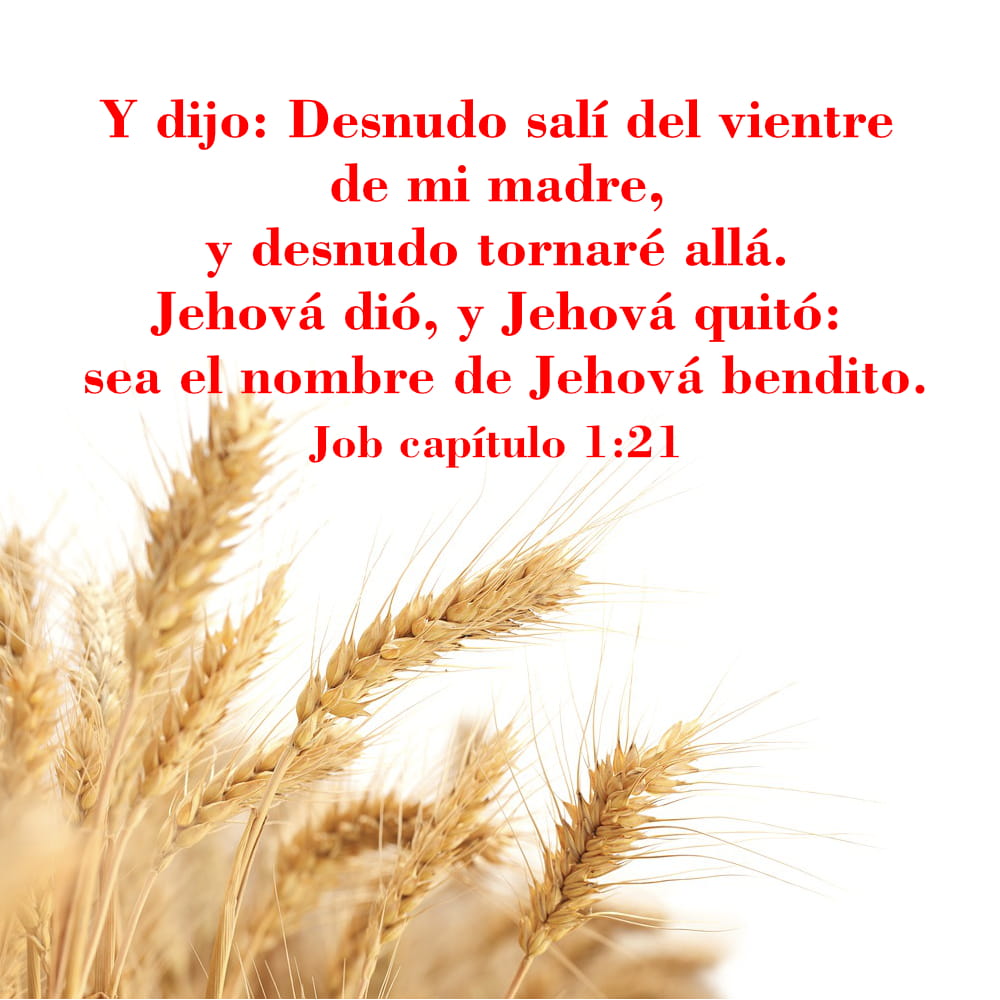 Versículos de la Biblia | Job 1:21